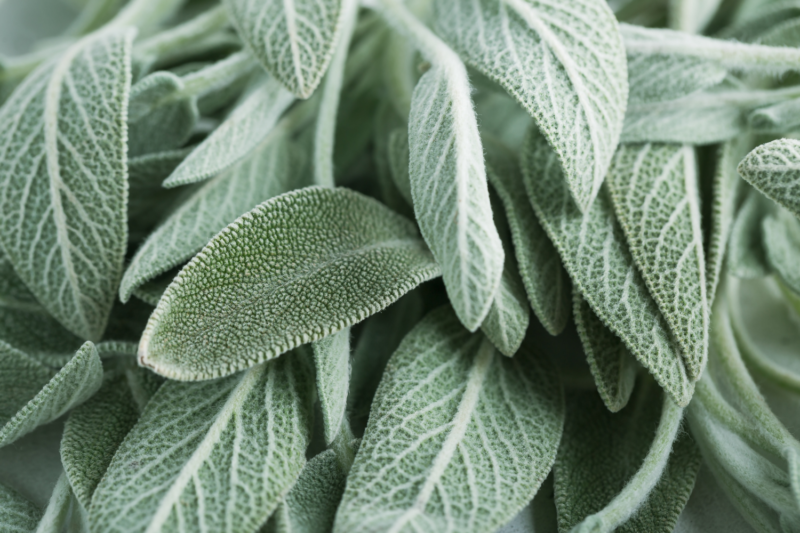 Mediterranean Herbs and Spices: A Beginner's Guide