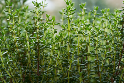 Mediterranean Herbs and Spices: A Beginner's Guide