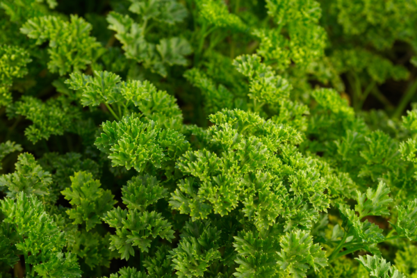 Mediterranean Herbs and Spices: A Beginner's Guide